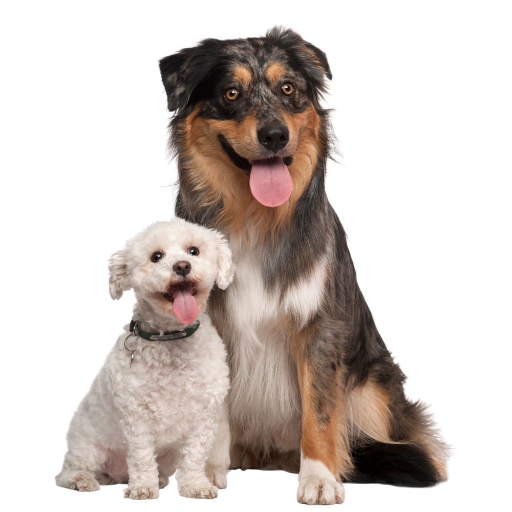 Best Vet Hospital In Arden, NC | Pinnacle Animal Hospital